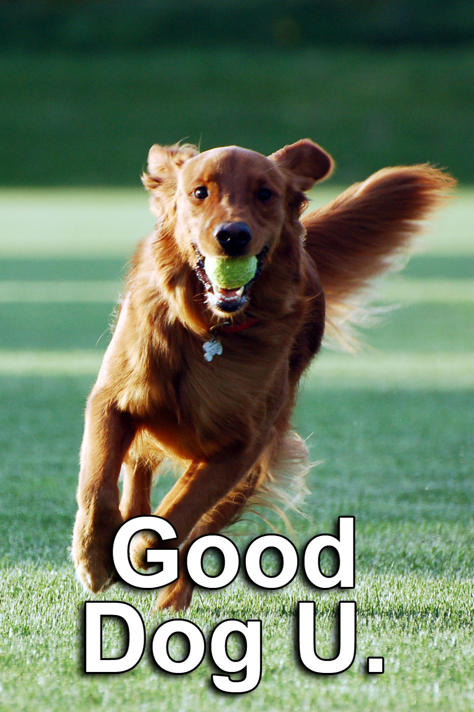 Good Dog U - Alchetron, The Free Social Encyclopedia
