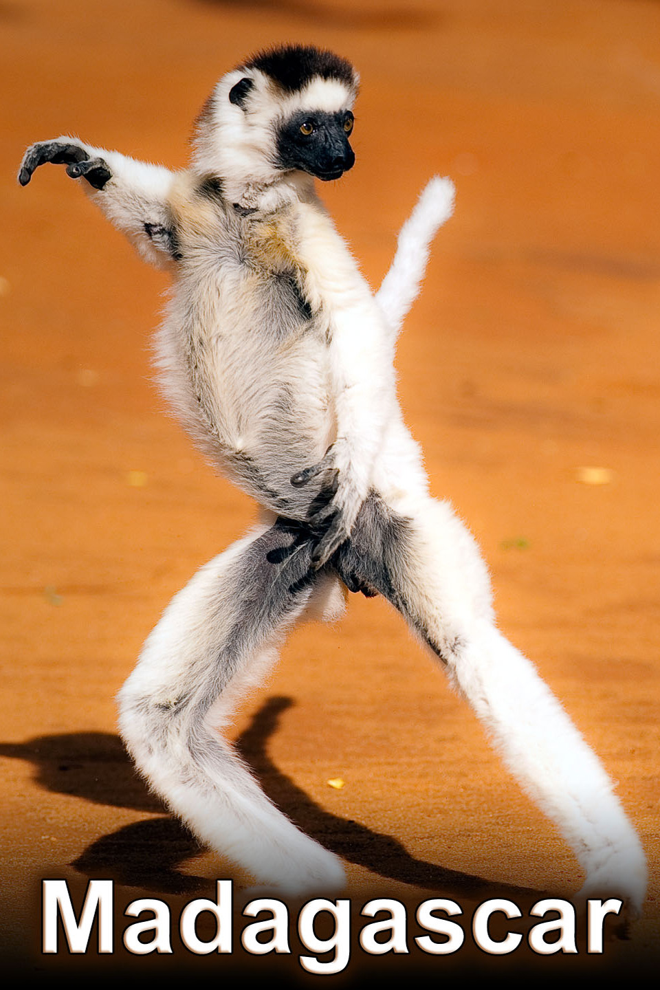 Madagascar (TV series) - Alchetron, The Free Social Encyclopedia